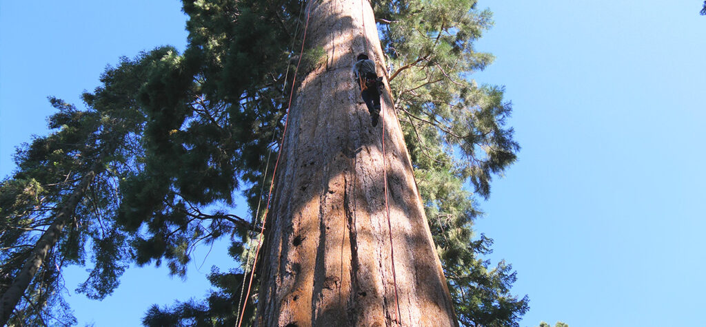 Company info | Tree Climbing® World